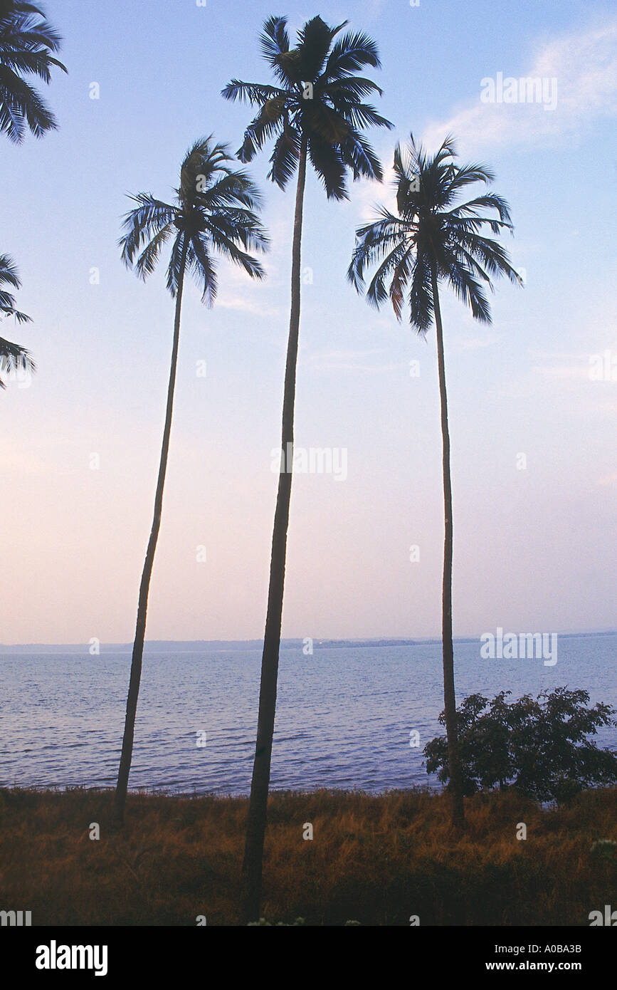 Coconut trees shadow image hi-res stock photography and images - Alamy
