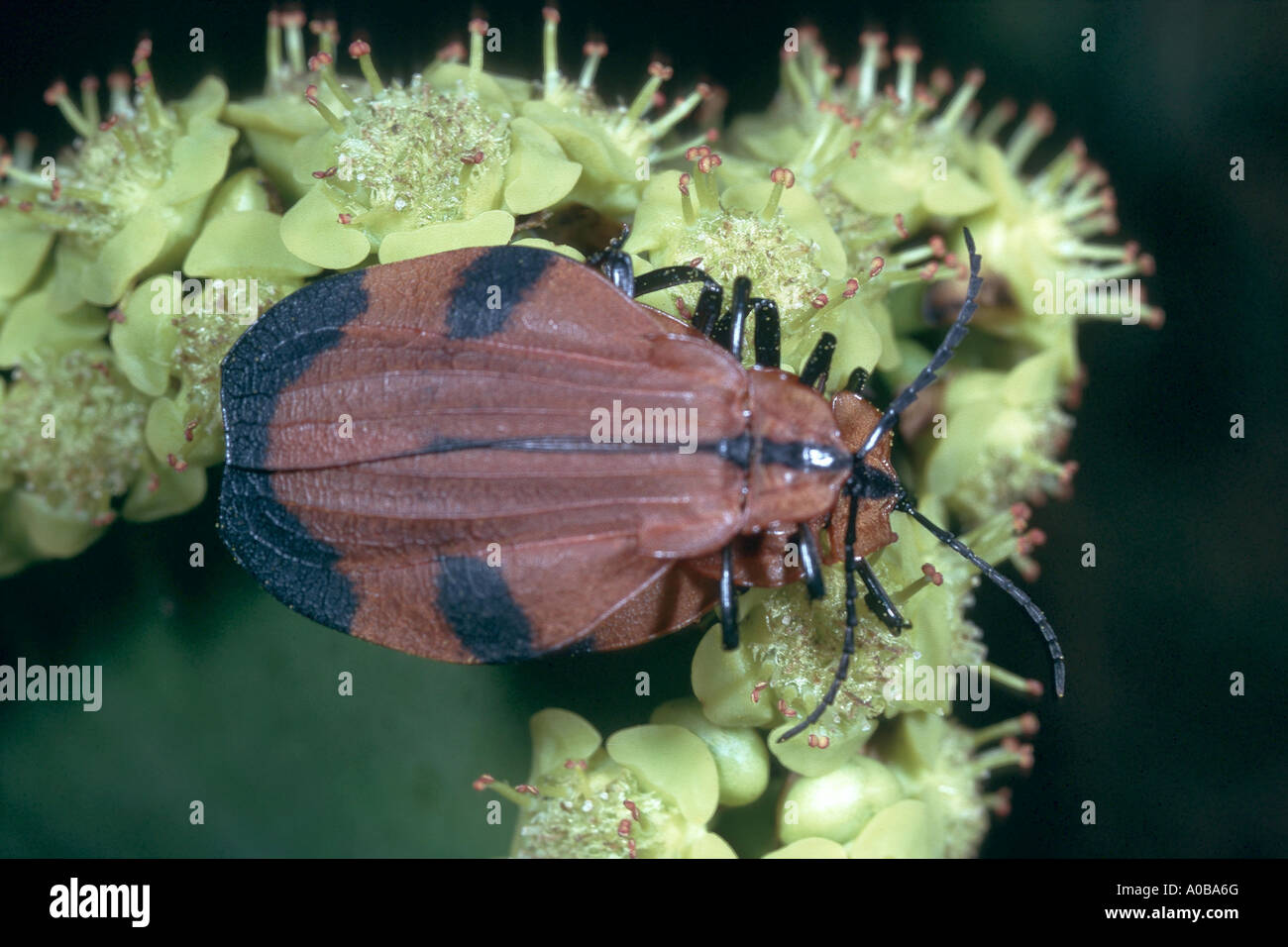 net-winged beetle (Lycus elegans), sitting Stock Photo - Alamy
