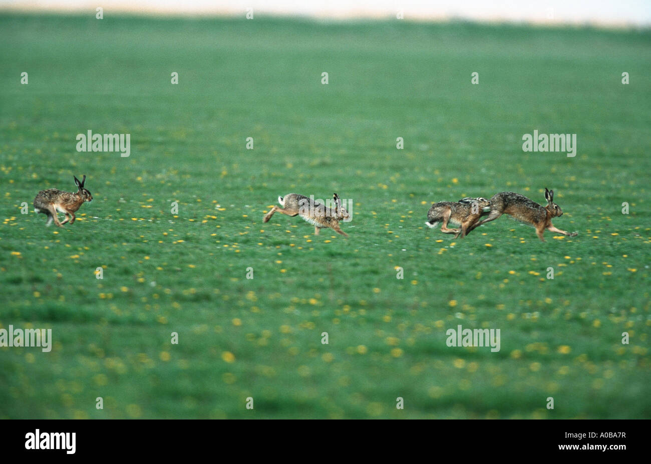 Fleeing hare hi-res stock photography and images - Alamy