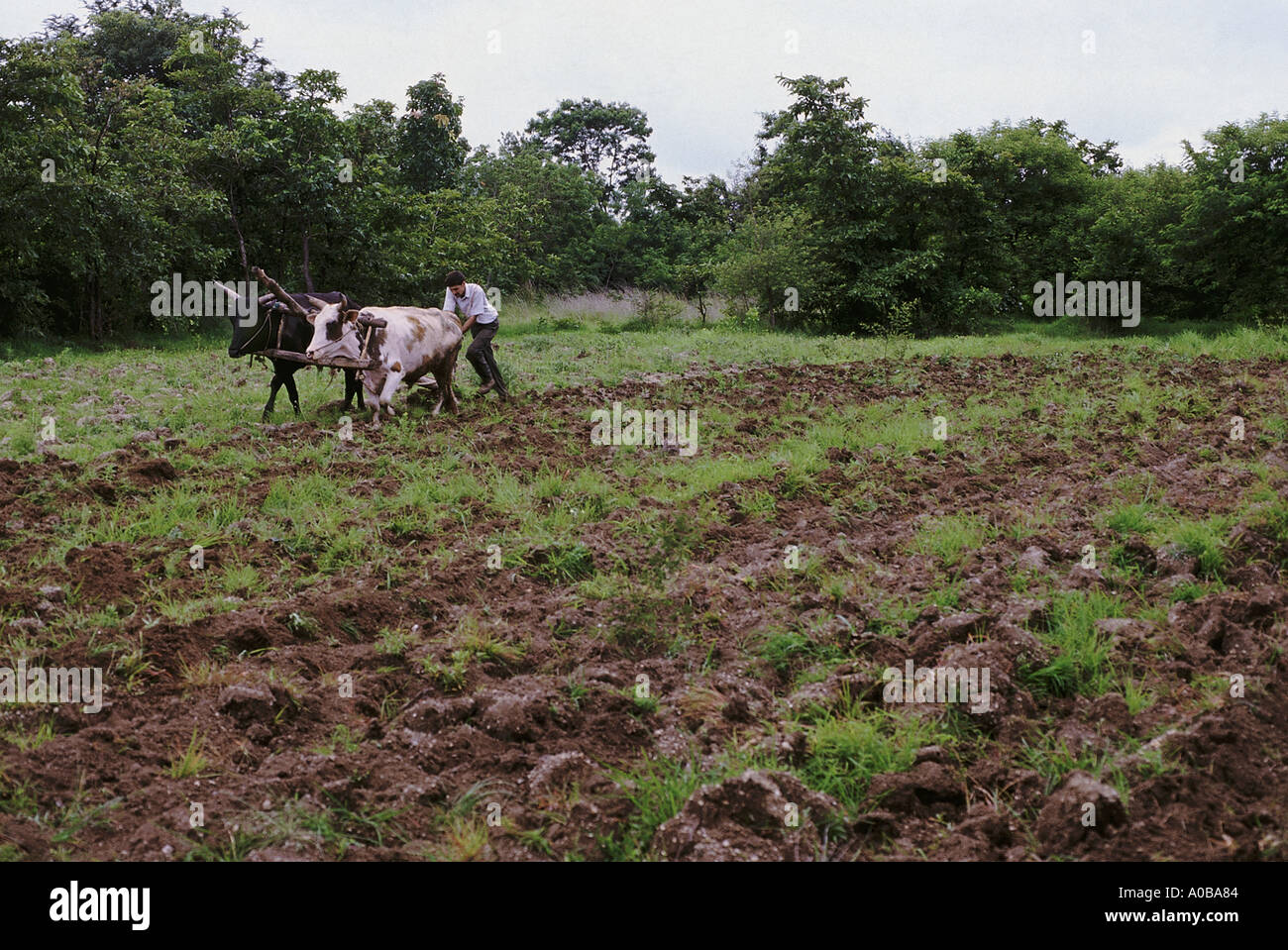 Field being ploughed. Traditional ploughing with an animal drawn plough ...