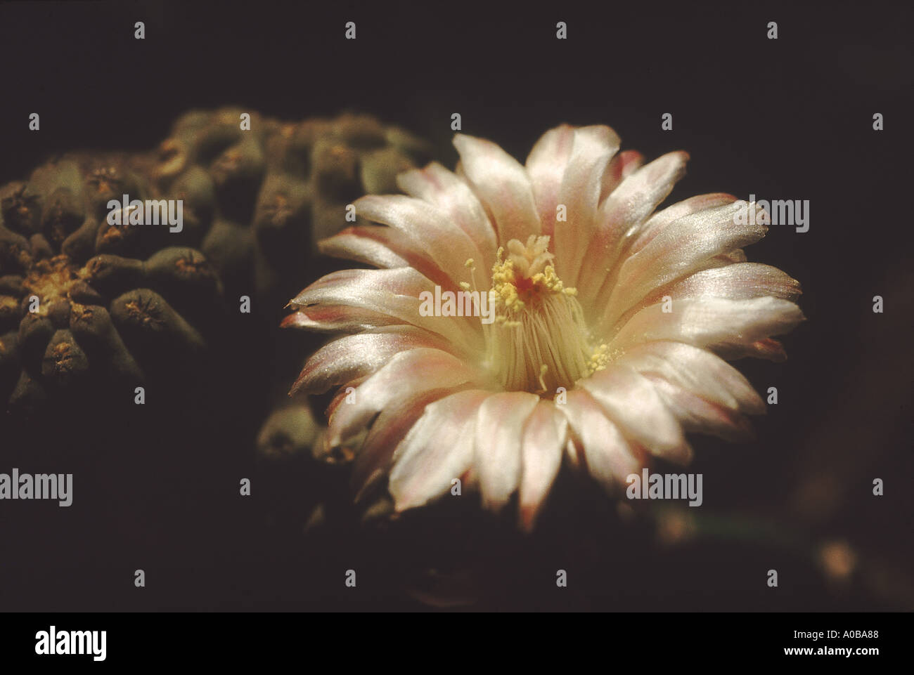 Silver Cactus, Cleistocactus strausii Stock Photo - Alamy