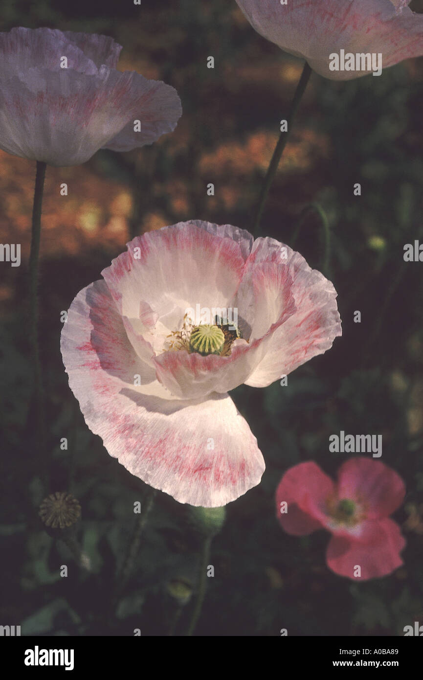 Close up of Puff Calandra flower Stock Photo - Alamy