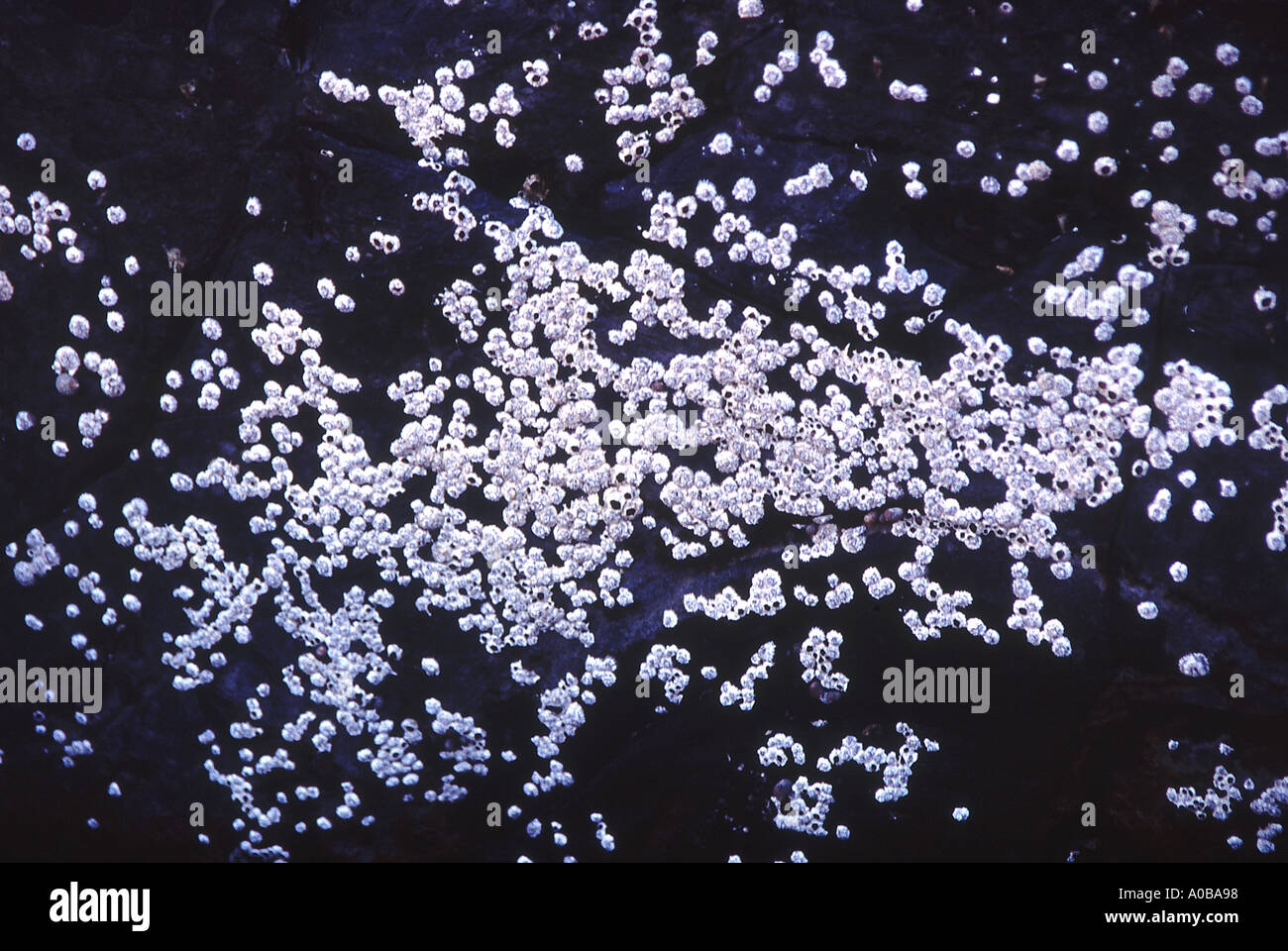 Tiny marine creatures leave a deposit of calcium on the rocks Stock ...