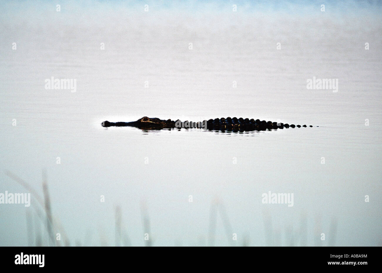 American alligator (Alligator mississippiensis), swimming, USA, Florida ...