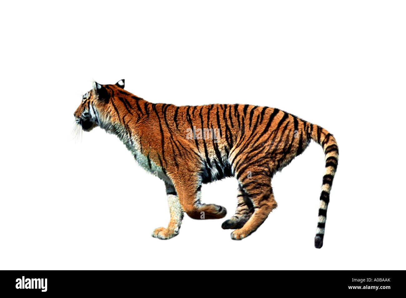 Tiger walking side view Cut Out Stock Images & Pictures - Alamy