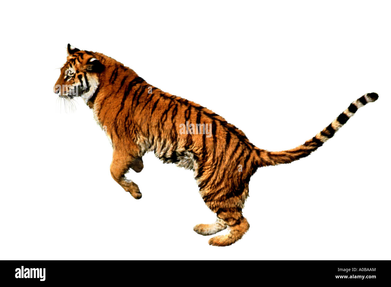 Jumping Tiger Png