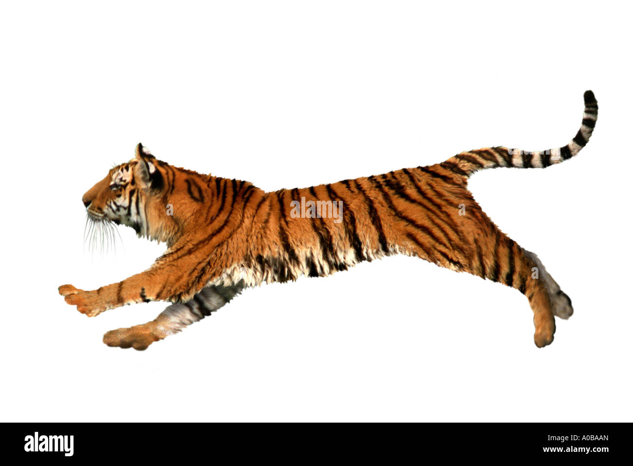 Tiger running side hi-res stock photography and images - Alamy