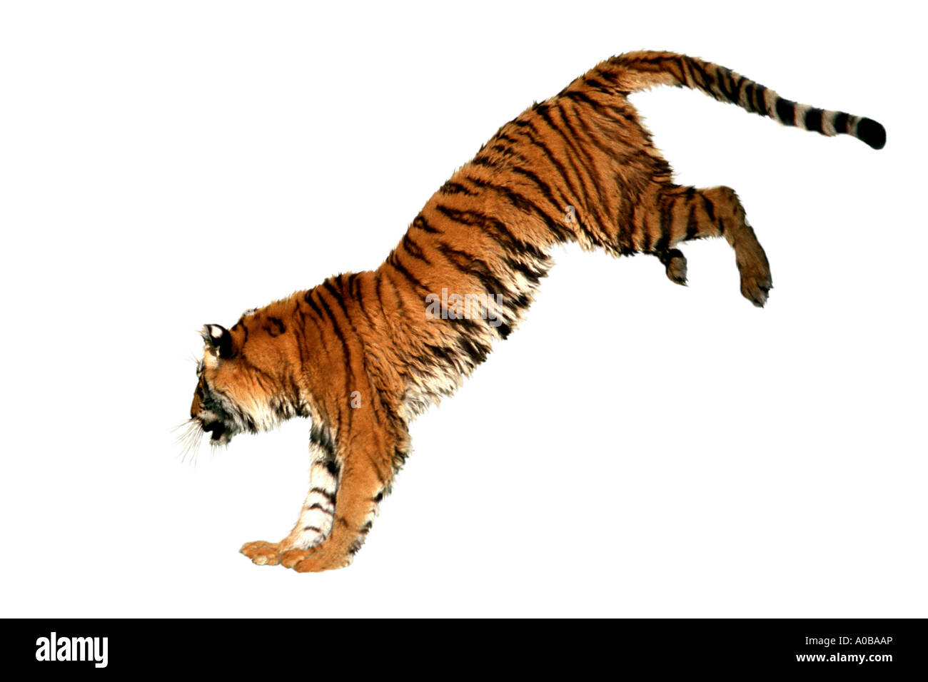Tiger jumping Cut Out Stock Images & Pictures - Alamy