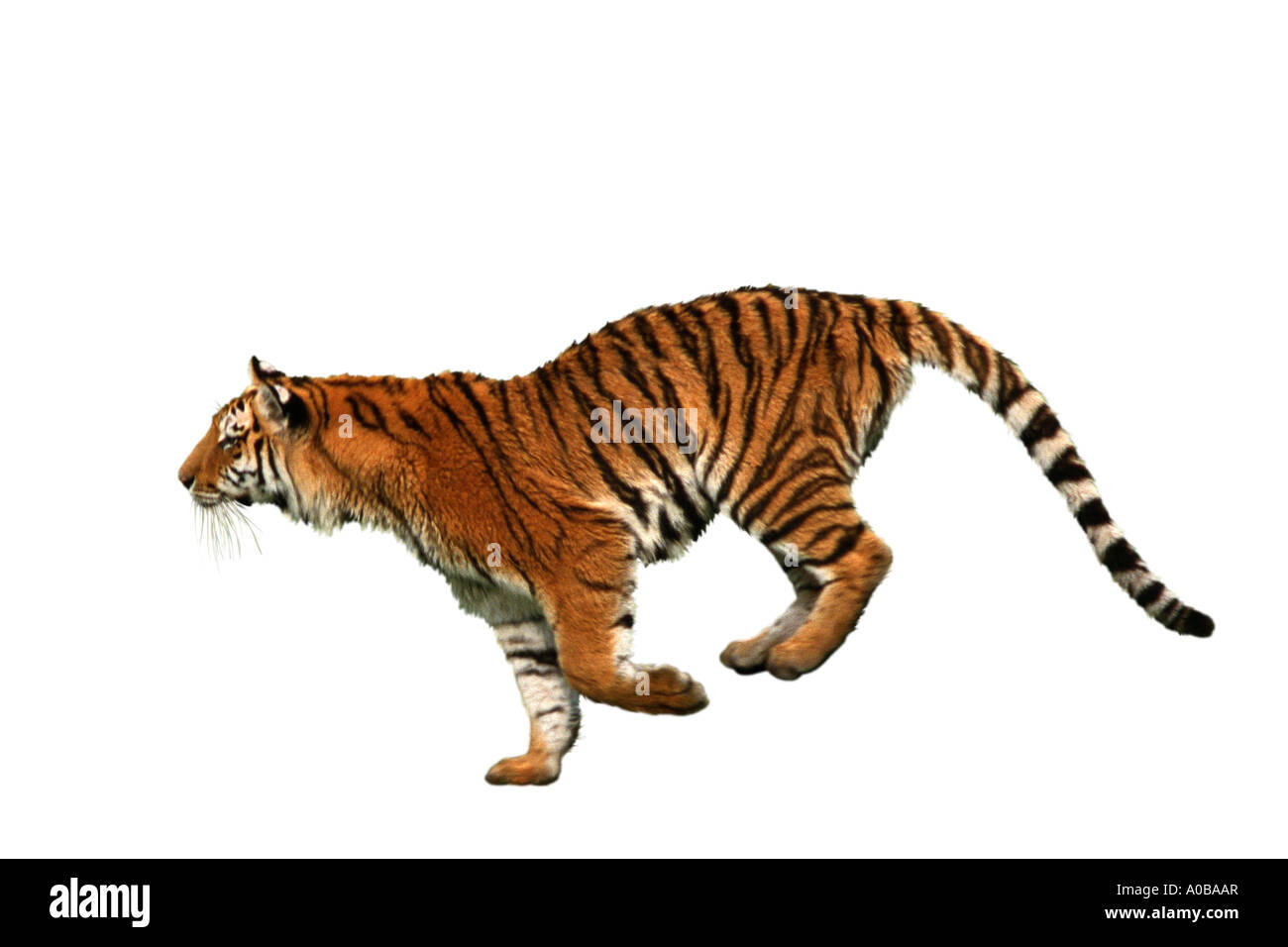 Tiger walking side view Cut Out Stock Images & Pictures - Alamy