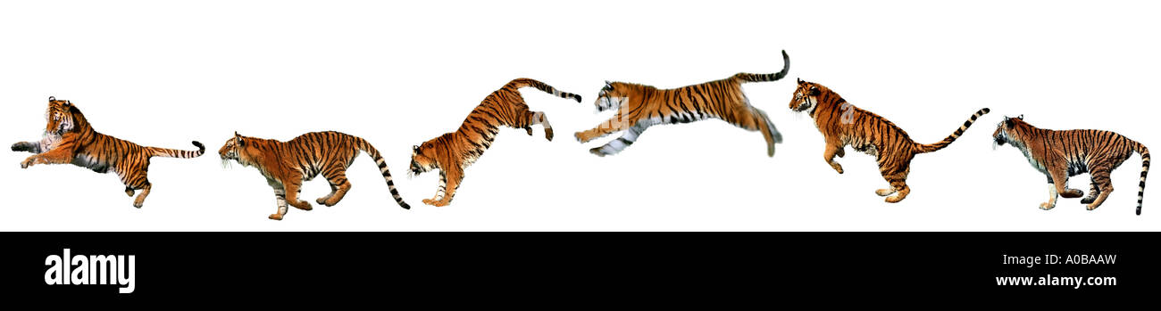 tiger (Panthera tigris), motion sequence of a jump Stock Photo - Alamy