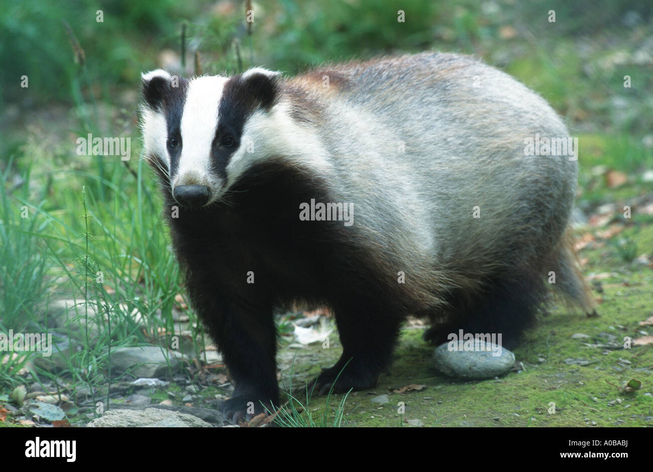 Old World badger, Eurasian badger (Meles meles), standing Stock Photo ...