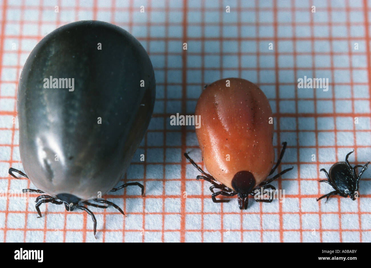 European castor bean tick, European sheep tick (Ixodes ricinus ...