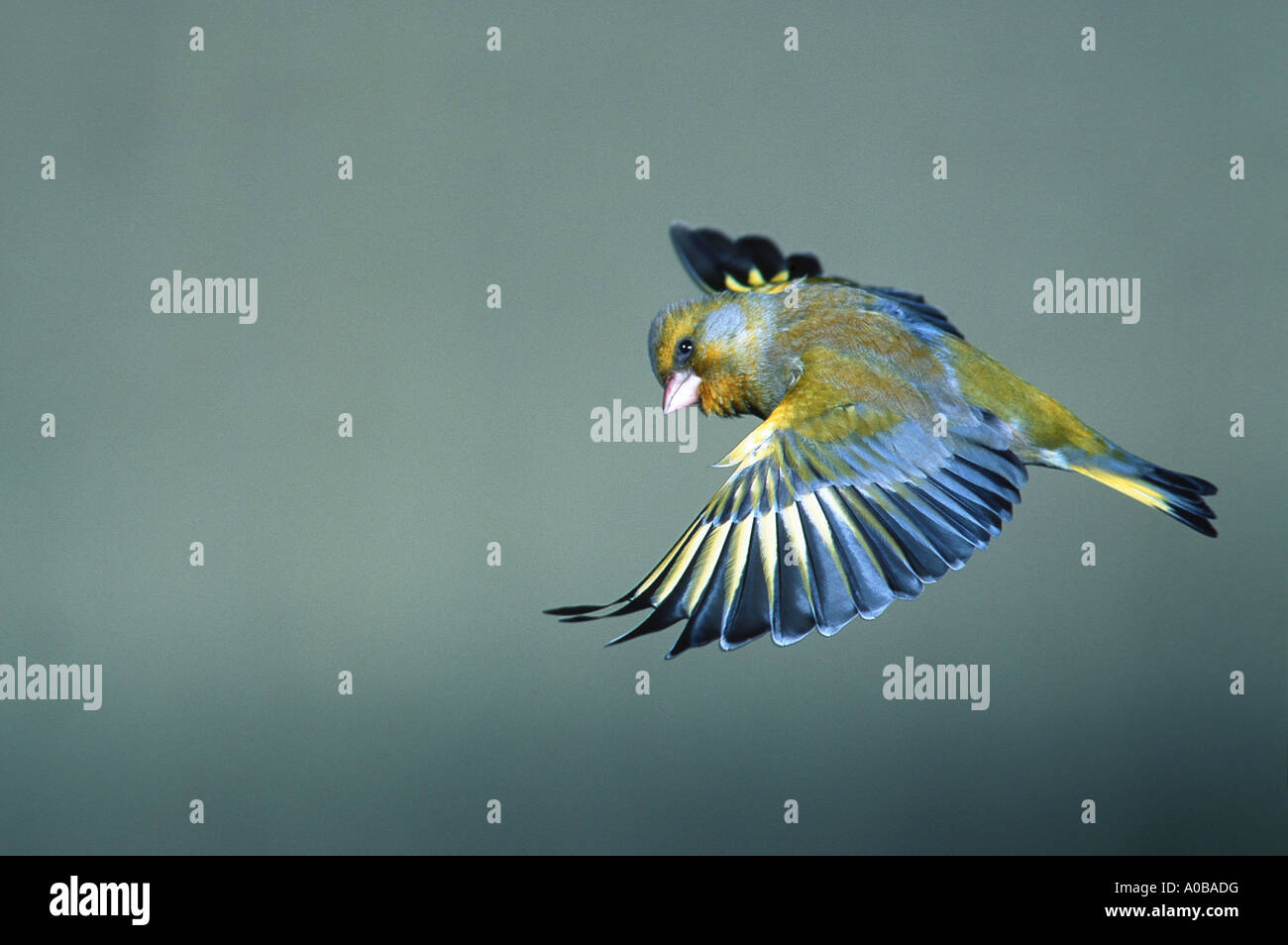 western greenfinch (Carduelis chloris), flying Stock Photo - Alamy