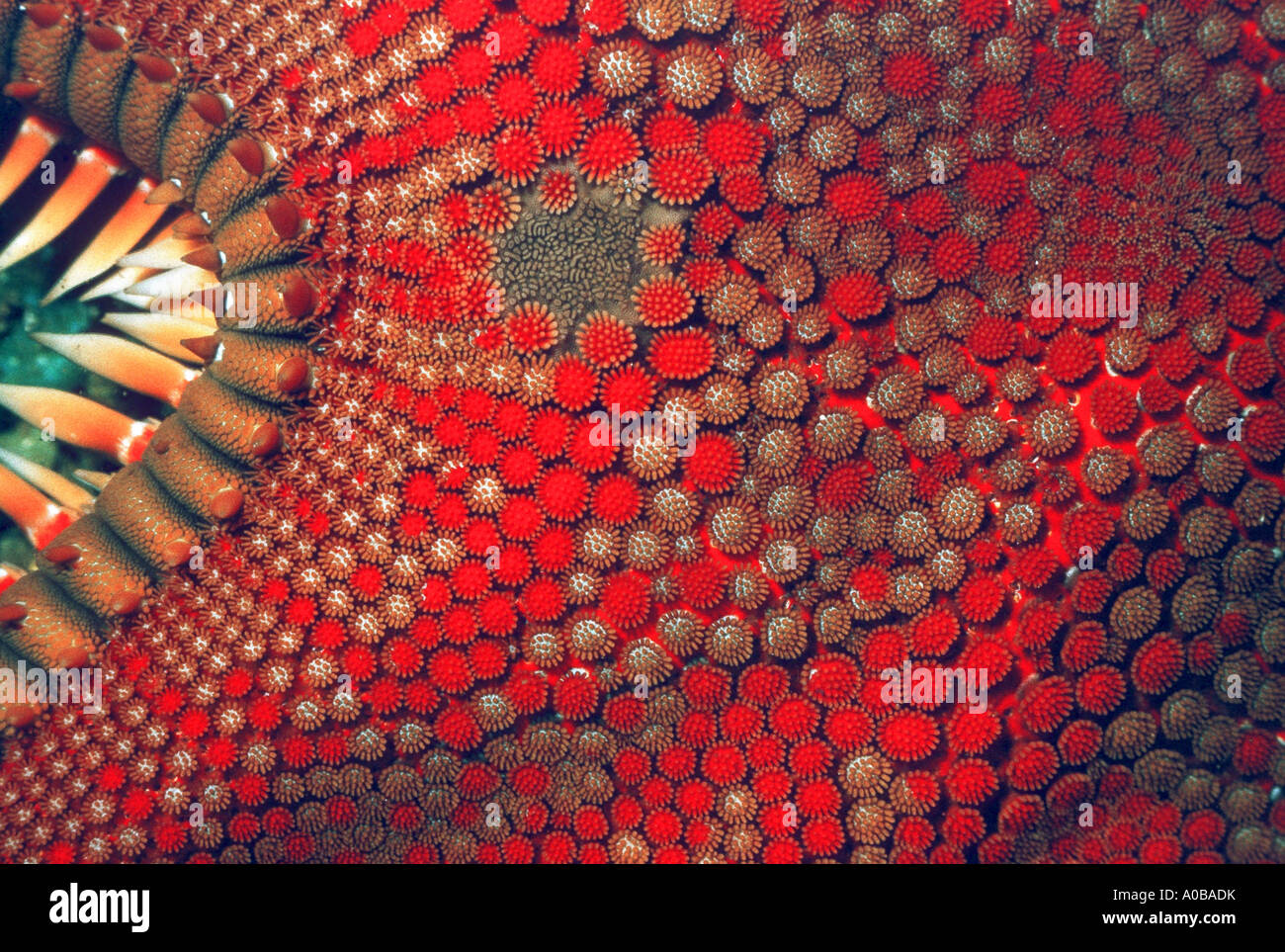 Astropecten hi-res stock photography and images - Alamy