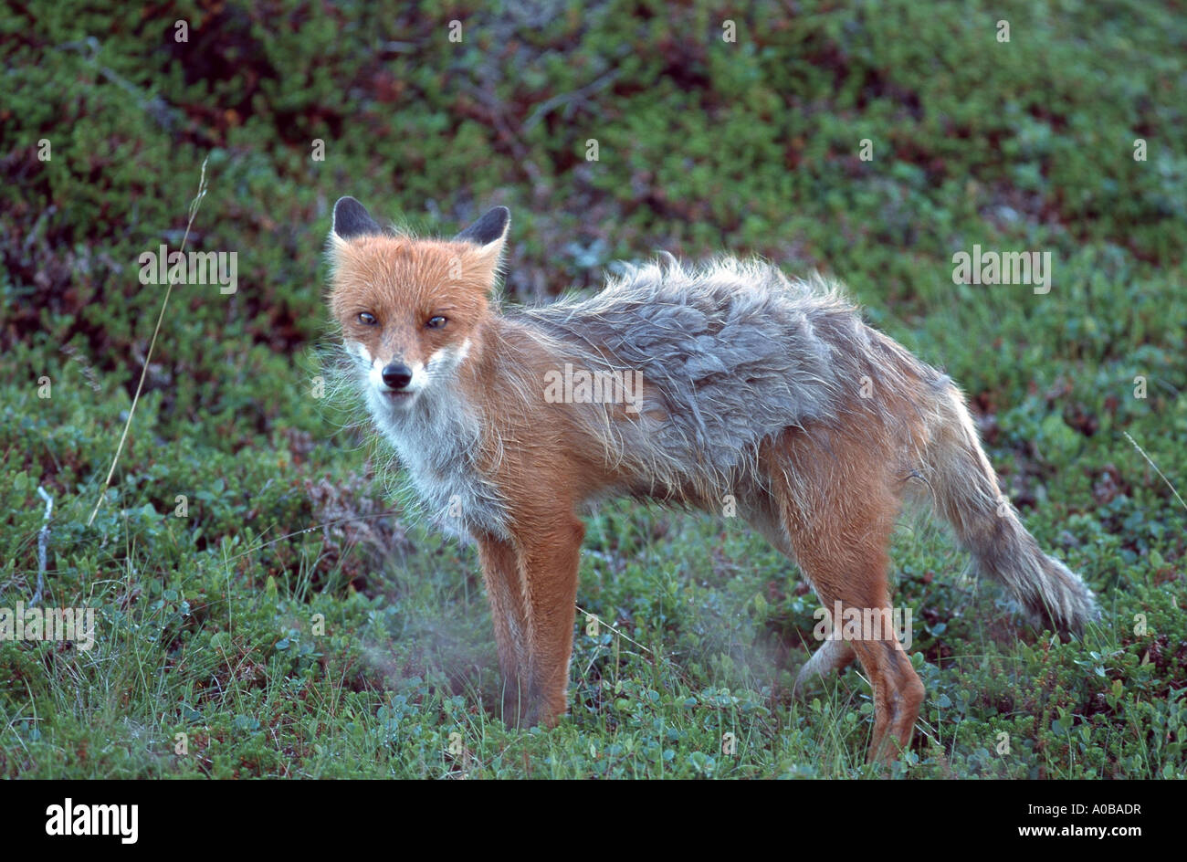 red fox (Vulpes vulpes), mange, Norway Stock Photo - Alamy