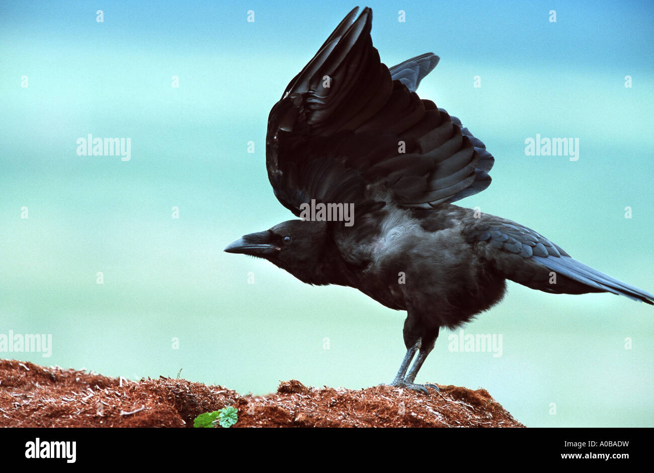 Germany corvus corax side hi-res stock photography and images - Alamy