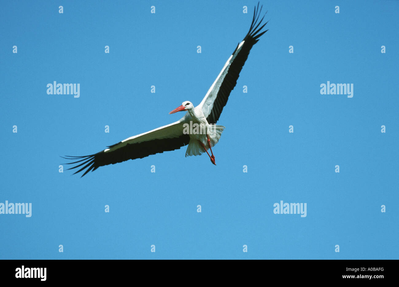 White stork flying view from below hi-res stock photography and images ...