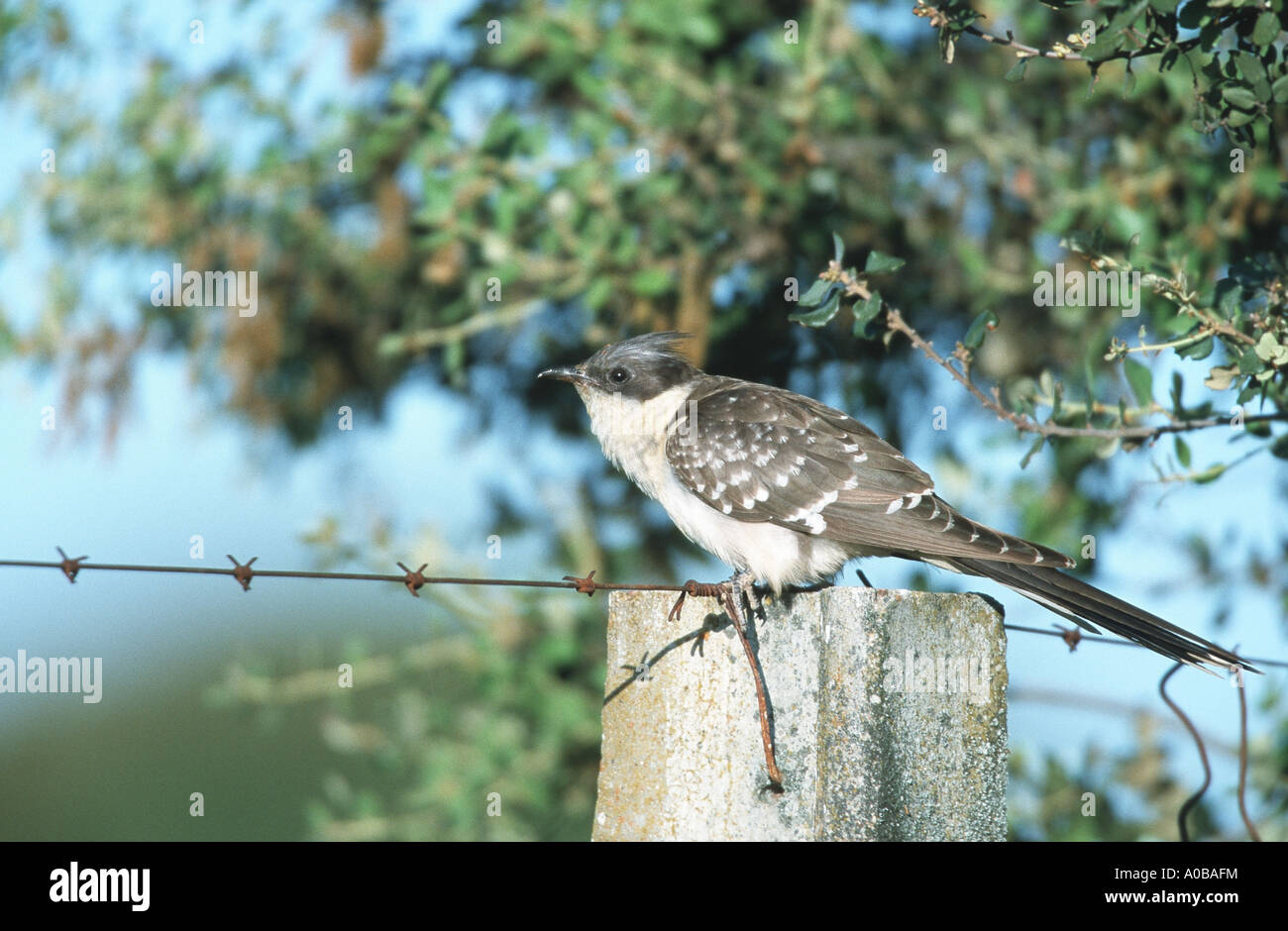 great spotted cuckoo (Clamator glandarius), sitting on pile, Spain ...
