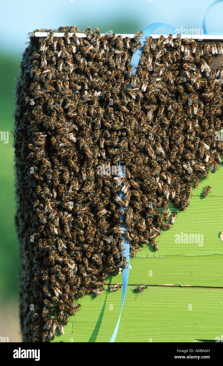 Austria europe bee beehive hi-res stock photography and images - Alamy