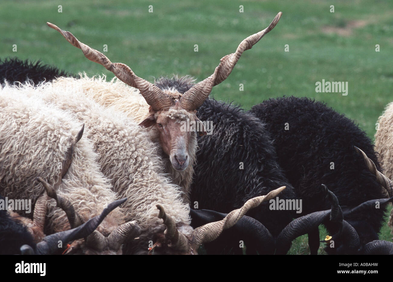 Sheep breed hungary hi-res stock photography and images - Alamy