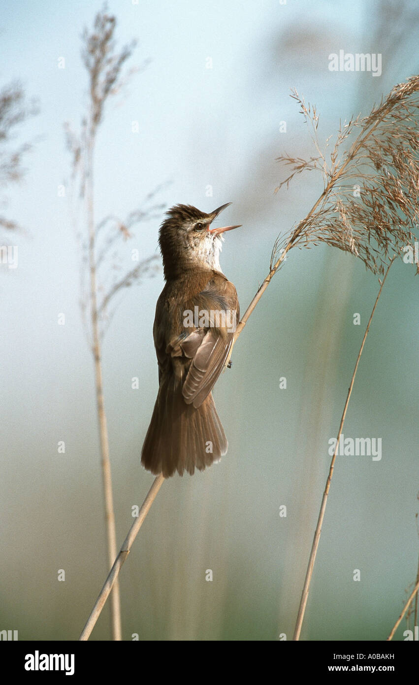 great reed warbler (Acrocephalus arundinaceus), singing, Hungary Stock ...