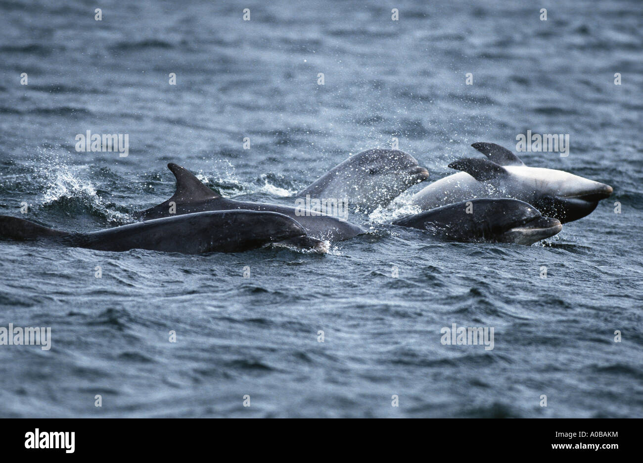 bottlenosed dolphin, common bottle-nosed dolphin (Tursiops truncatus ...