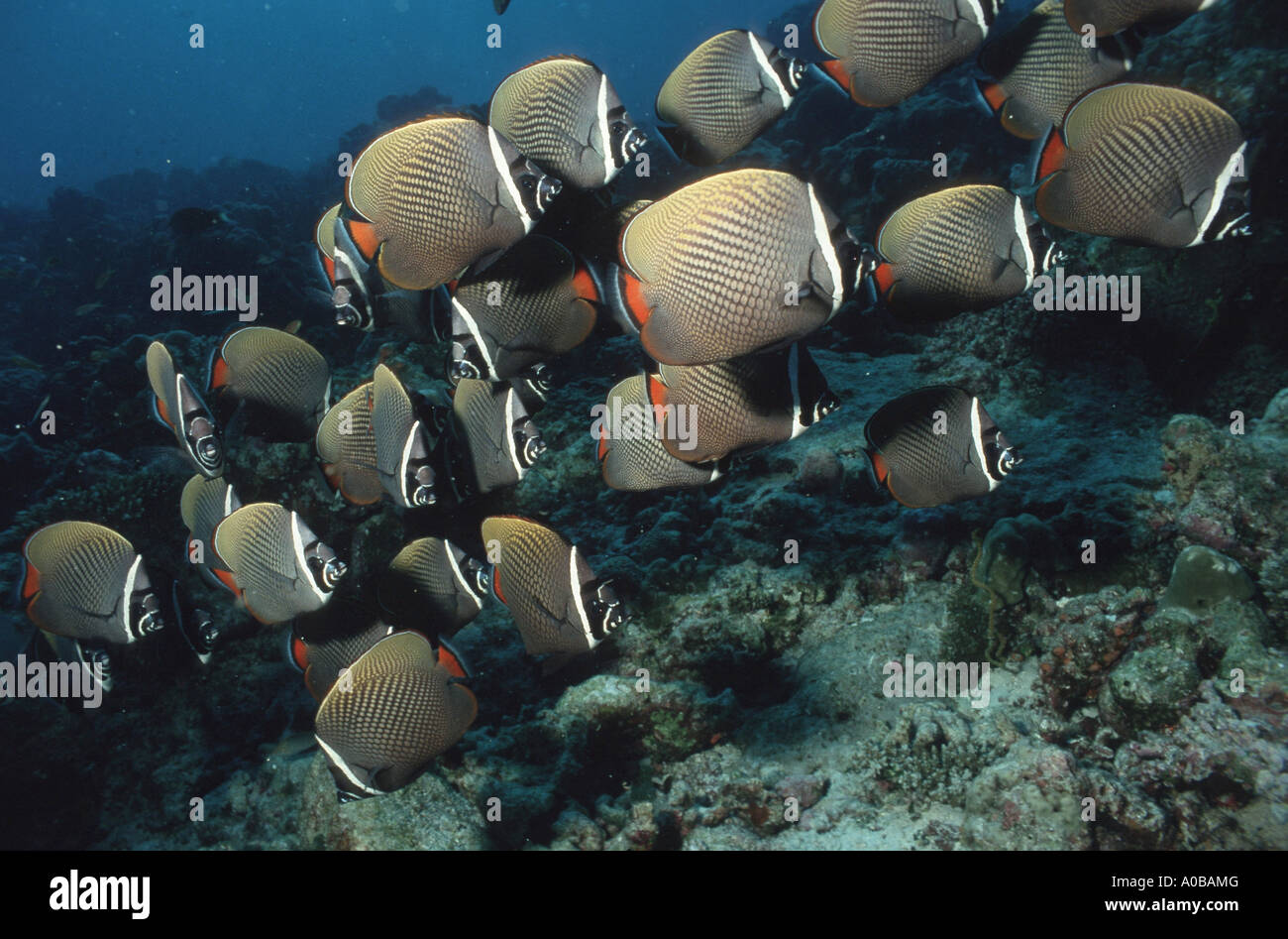 red-tailed butterflyfish (Chaetodon collare), shoal, Maldives, Fehigili ...