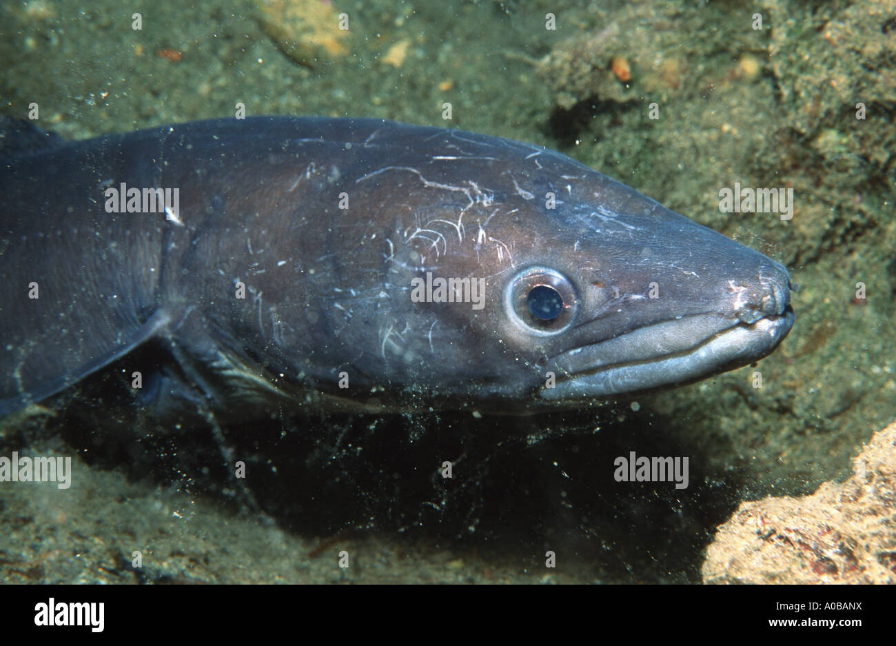 Conger eel spain hi-res stock photography and images - Alamy