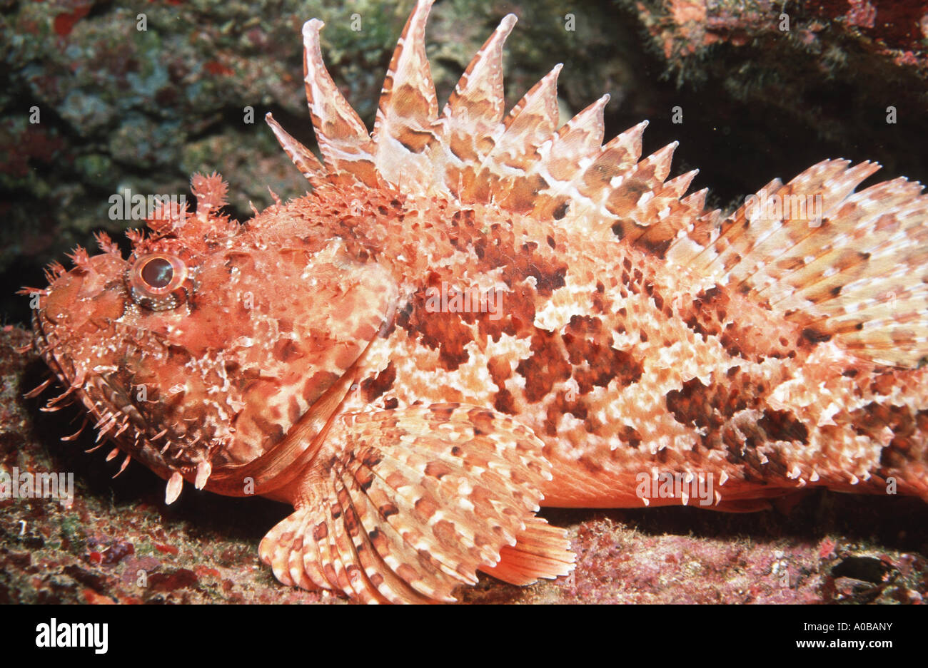 bigscale scorpionfish, red scorpionfish (Scorpaena scrofa), poisonous ...