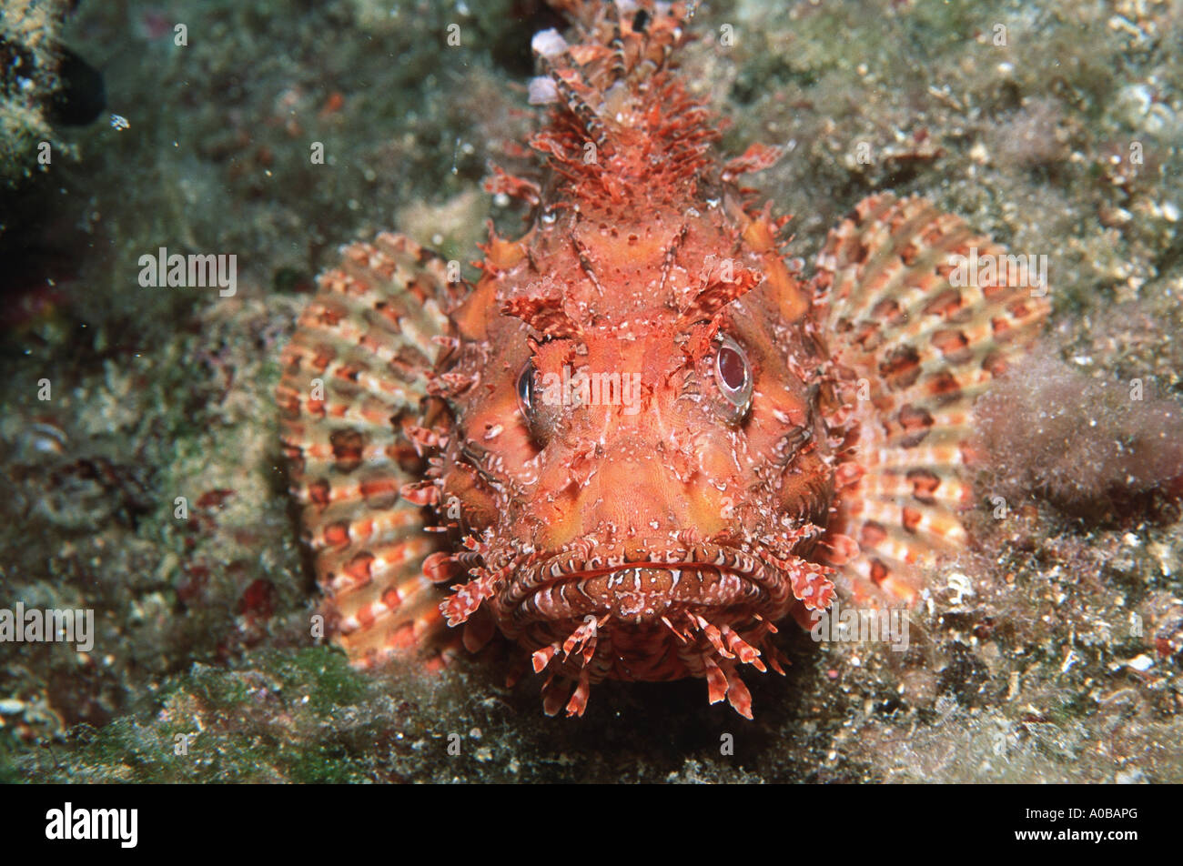 bigscale scorpionfish, red scorpionfish (Scorpaena scrofa), poisonous ...