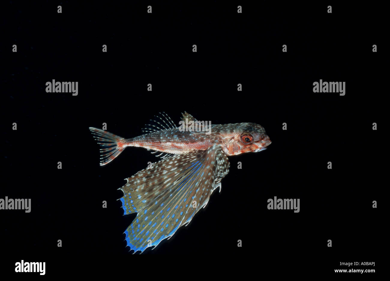 Flying gurnard dactylopterus volitans hi-res stock photography and ...