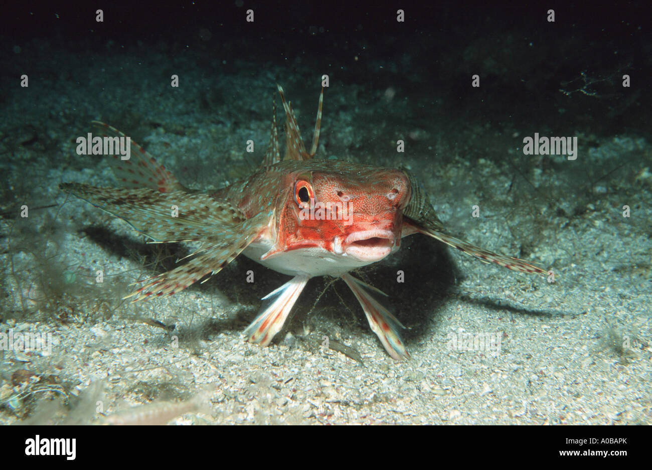 Flying gurnard dactylopterus volitans hi-res stock photography and ...