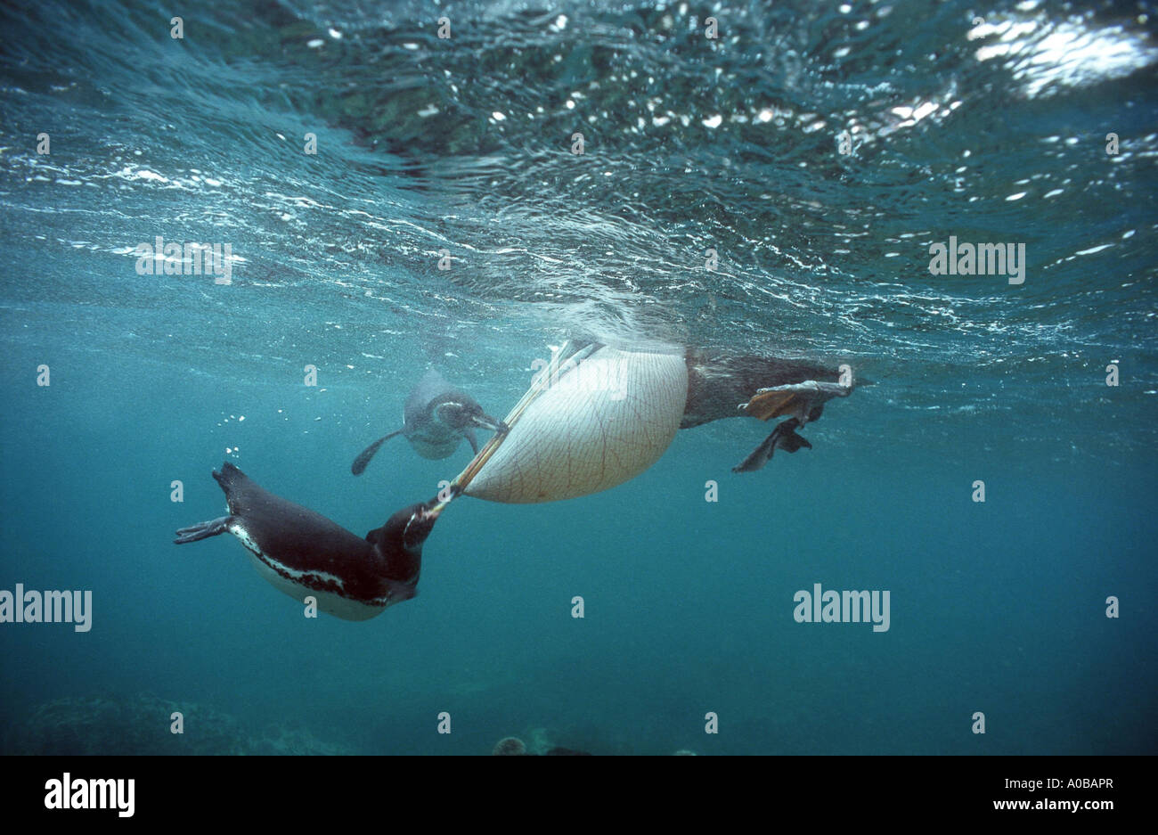 Penguin underwater fish hi-res stock photography and images - Alamy