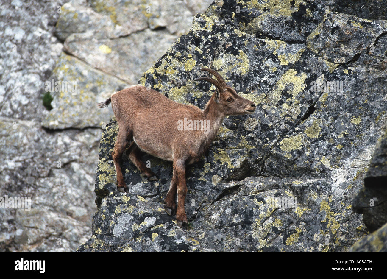 Alpine Ibex Climbing