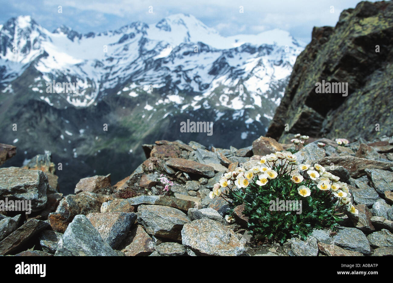 glacier crowfoot (Ranunculus glacialis), with glacier covered mountains ...