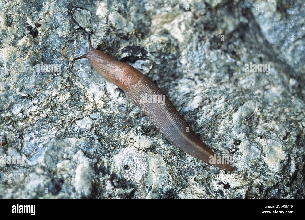 Tree Slug Limax Marginatus High Resolution Stock Photography and Images ...