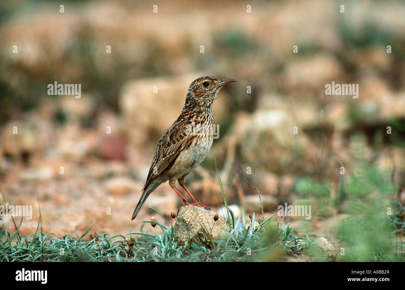 dupont's lark (Chersophilus duponti), sitting, Spain Stock Photo - Alamy