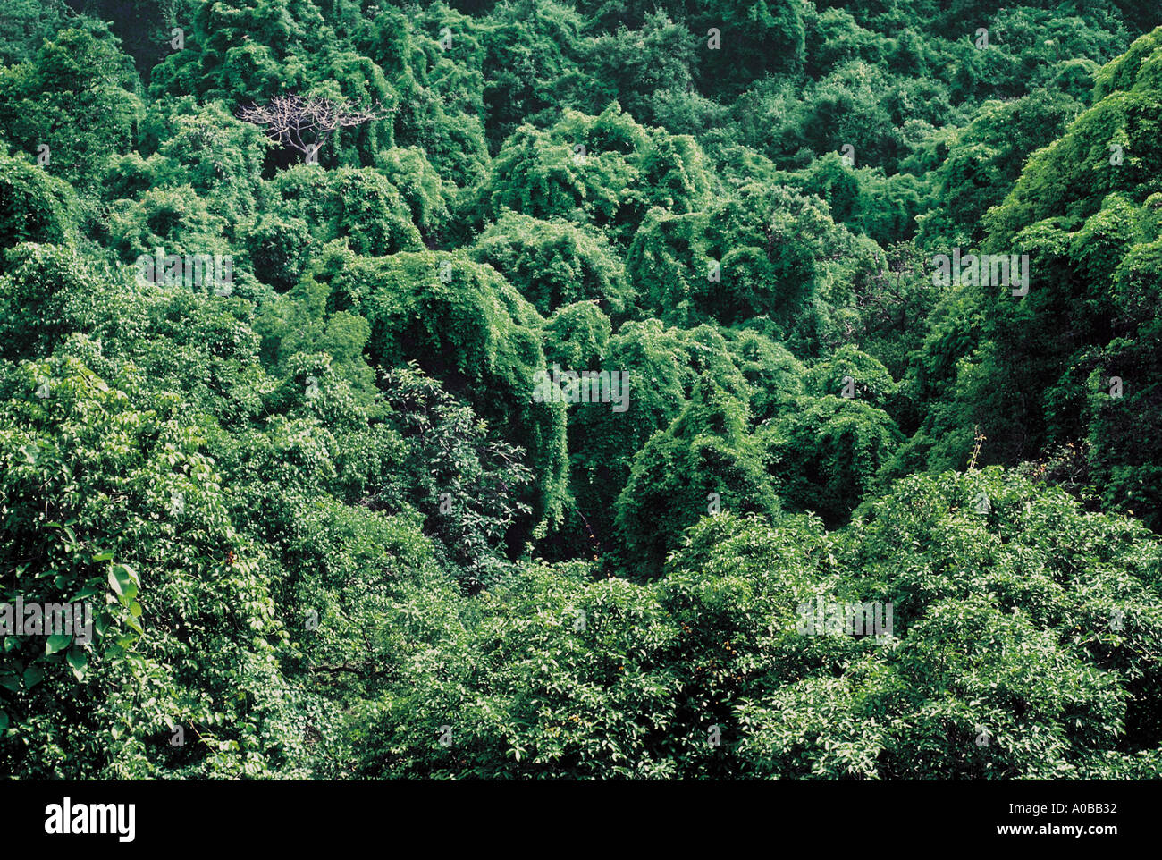 An evergreen canopy of greenery. Jhadoli, Koyna, Maharashtra, India ...