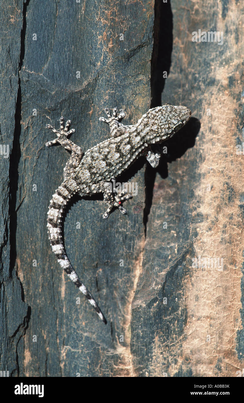 common wall gecko, Moorish gecko (Tarentola mauritanica), on trunk ...
