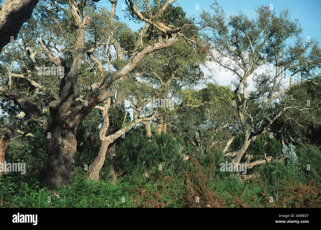 cork oak (Quercus suber), forest, Spain Stock Photo - Alamy