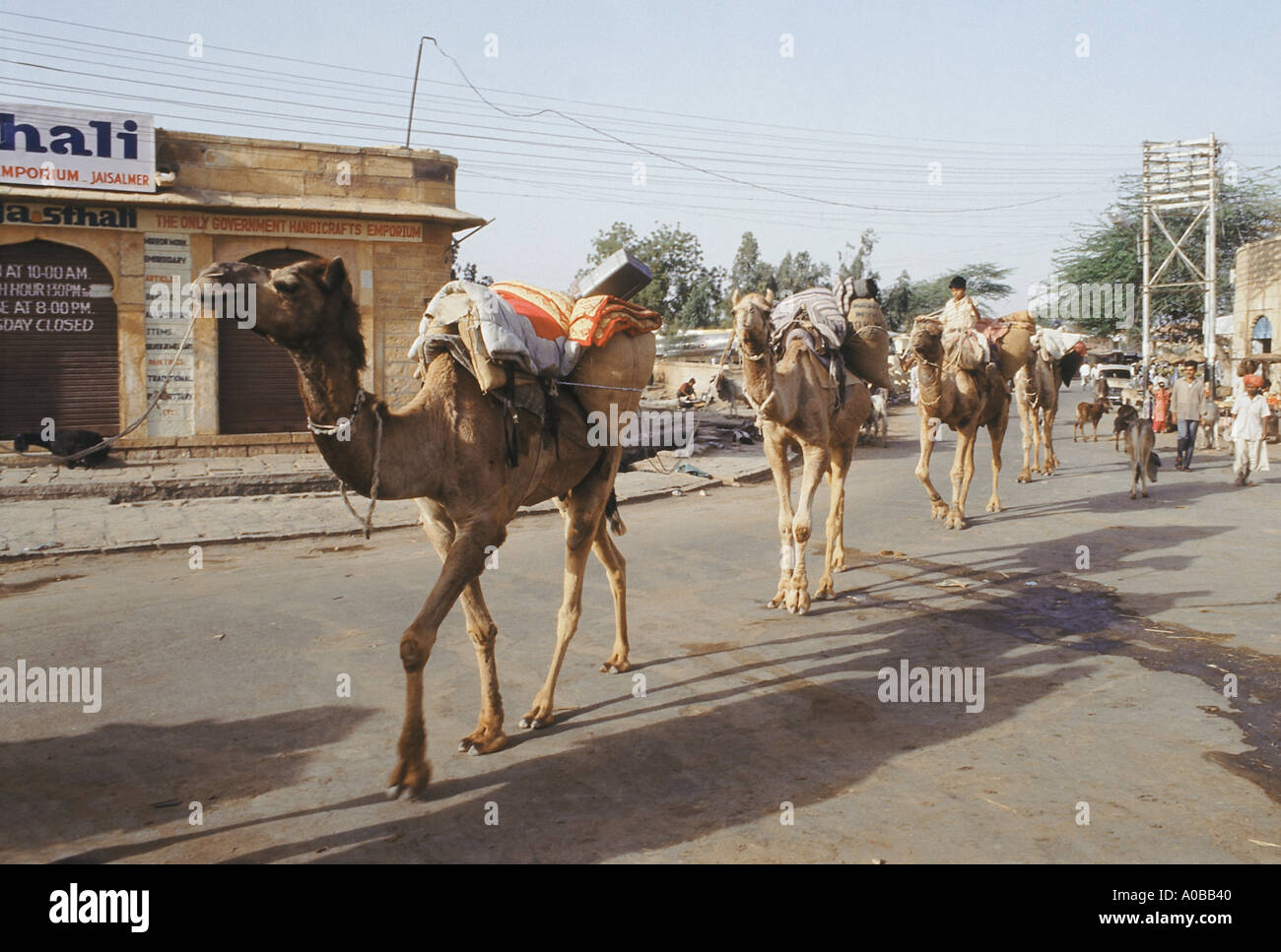 Camels on the road Stock Photo - Alamy