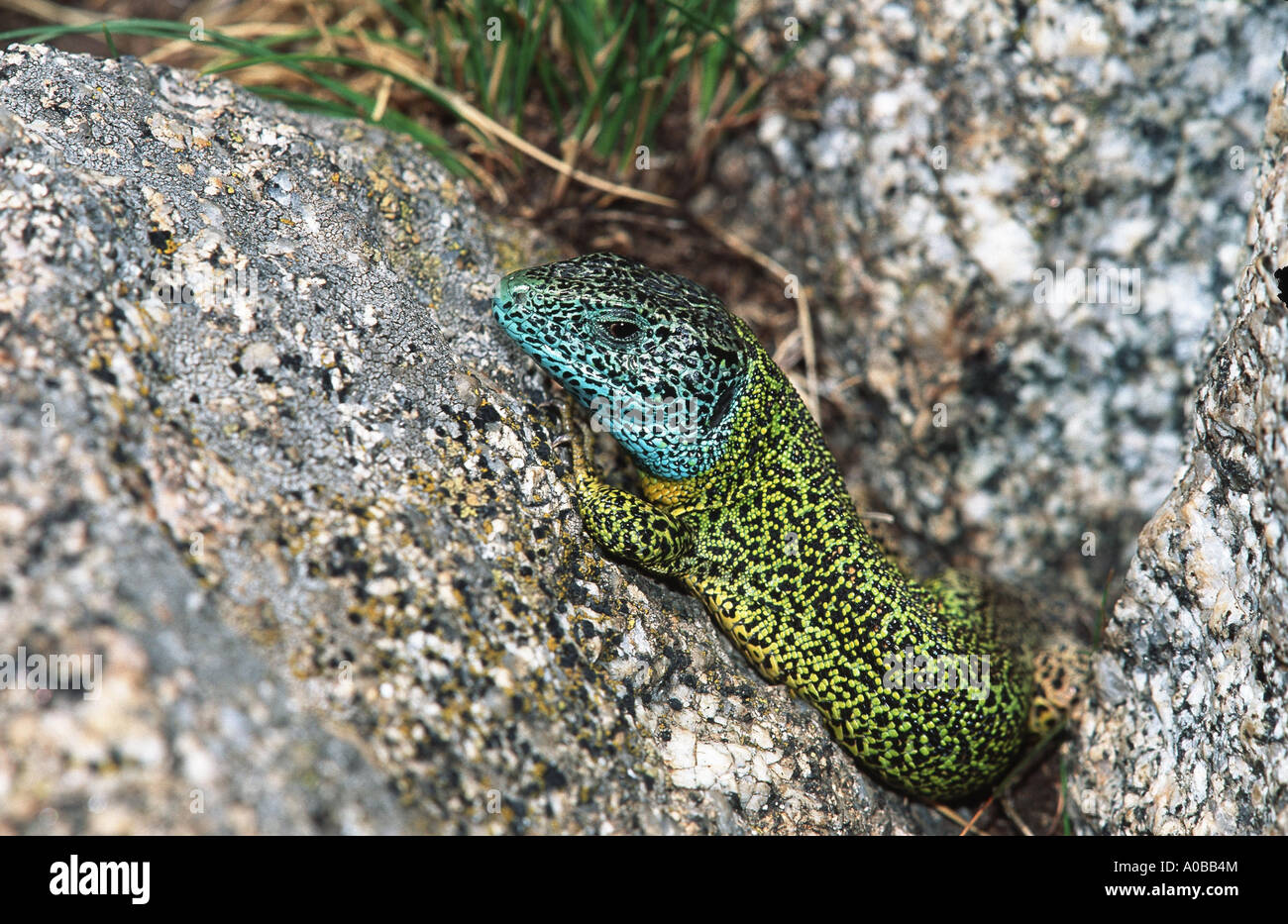 Schreiber's green lizard (Lacerta schreiberi), male, Spain Stock Photo ...
