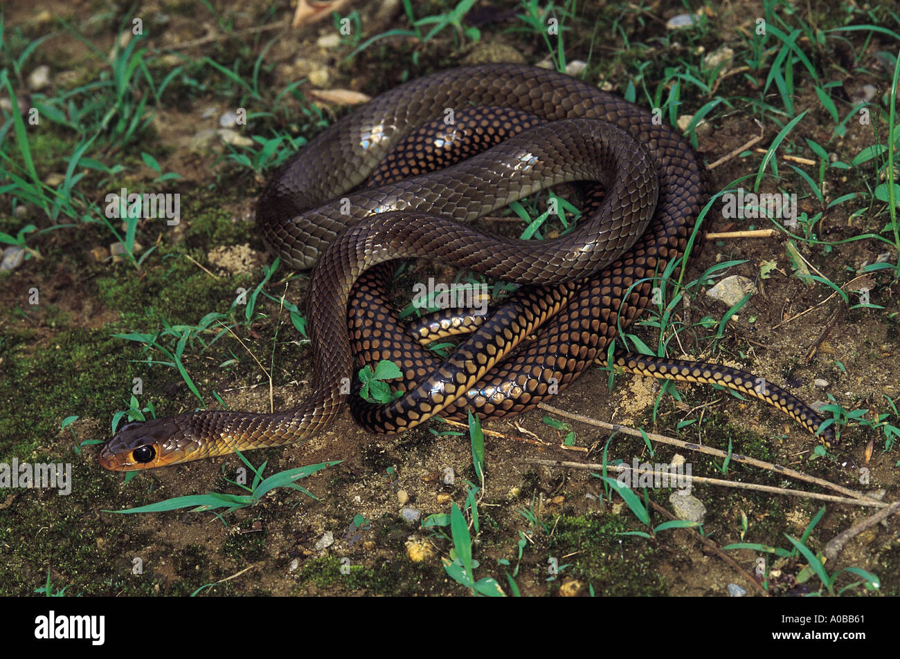 Common rat snake india hi-res stock photography and images - Alamy
