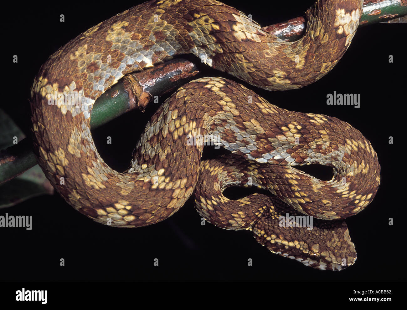 Malabar Pit Viper. Trimeresurus Malabaricus. Venomous. Koyna ...