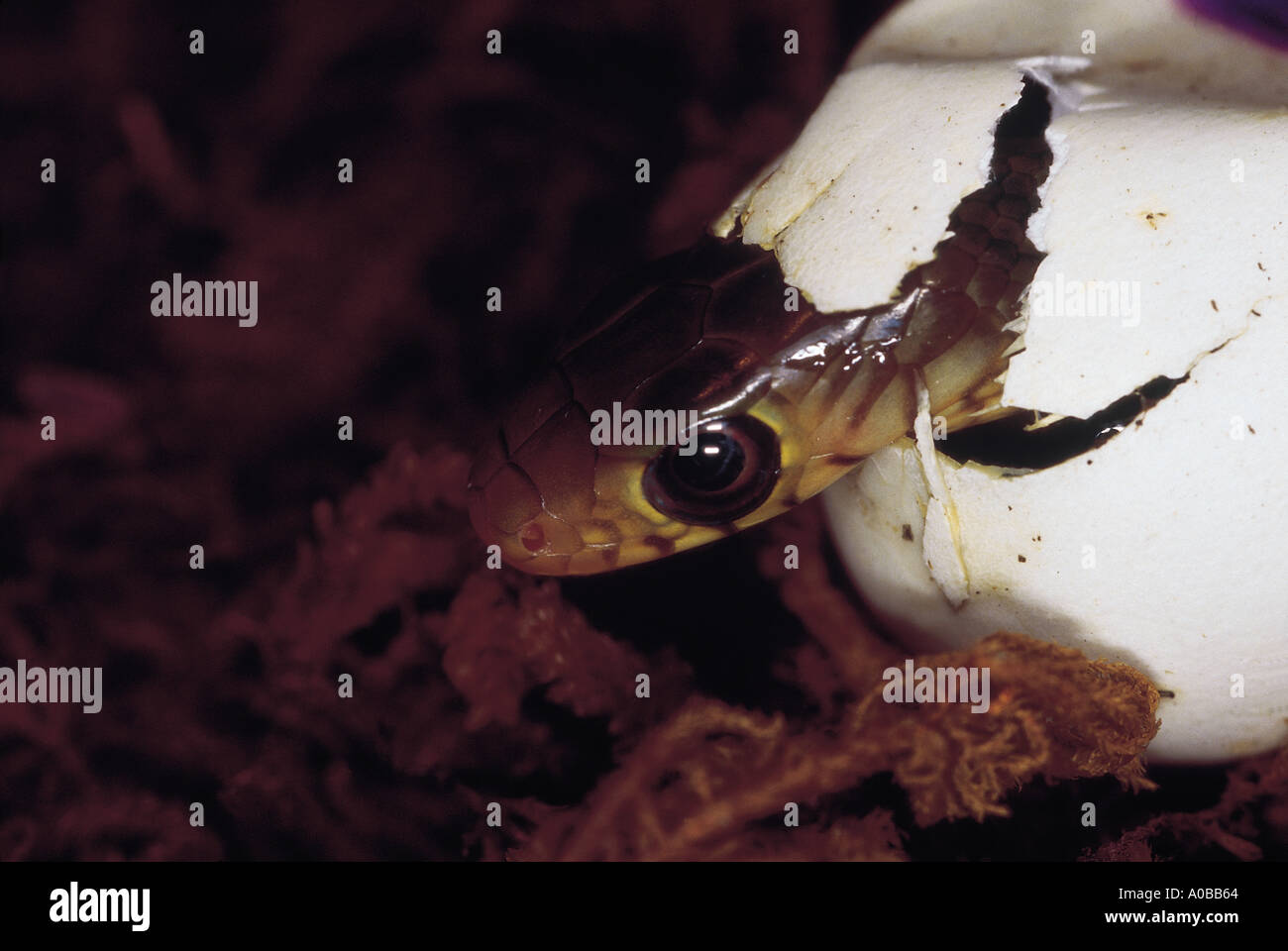 DHAMAN RAT SNAKE Coluber Mucosus Non venomous, Common. Hatching ...