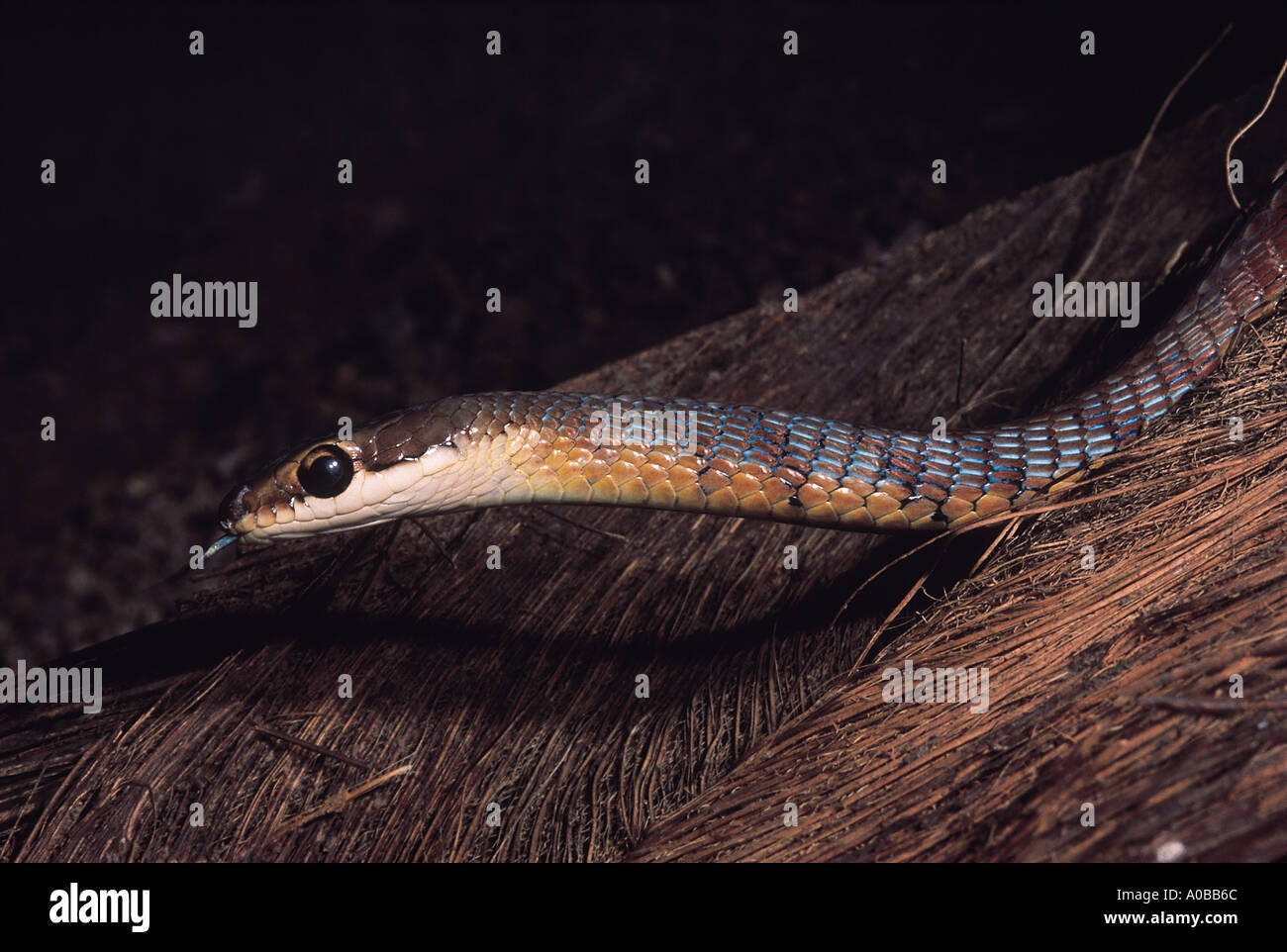 Common bronzeback snake hi-res stock photography and images - Alamy