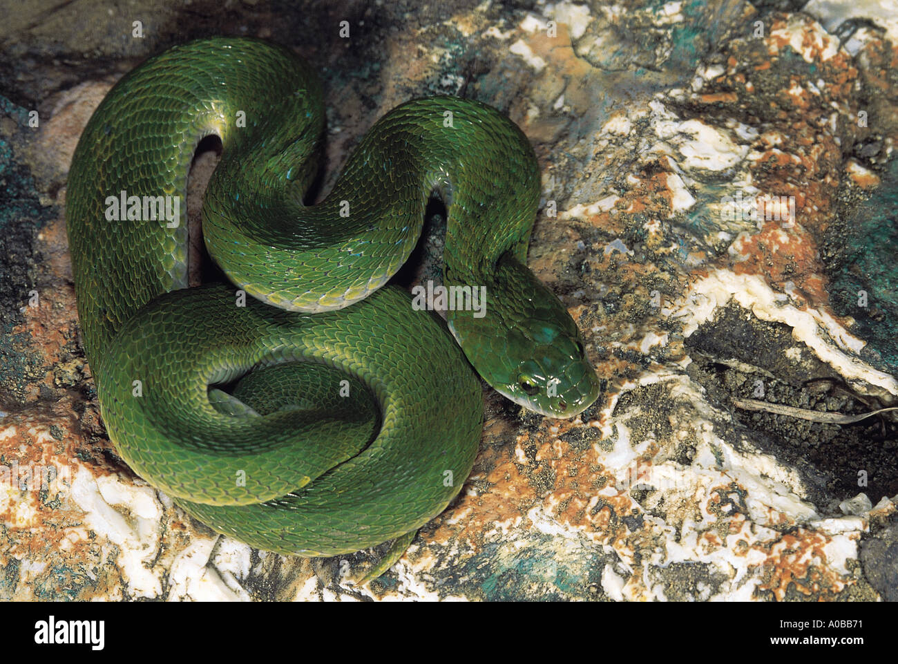 Snakes of matheran hi-res stock photography and images - Alamy