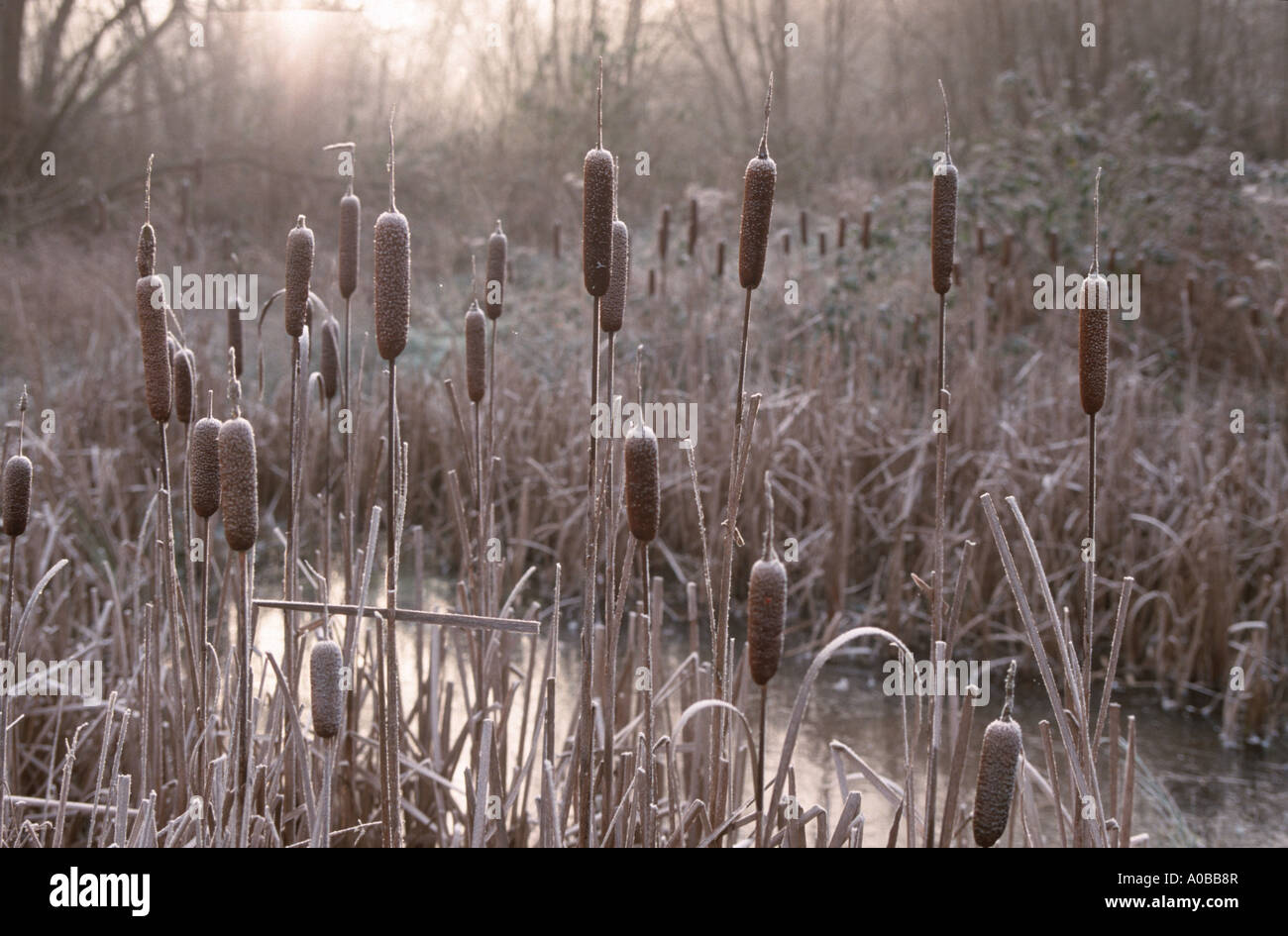 common cattail, broad-leaved cattail, great reedmace, bulrush (Typha ...