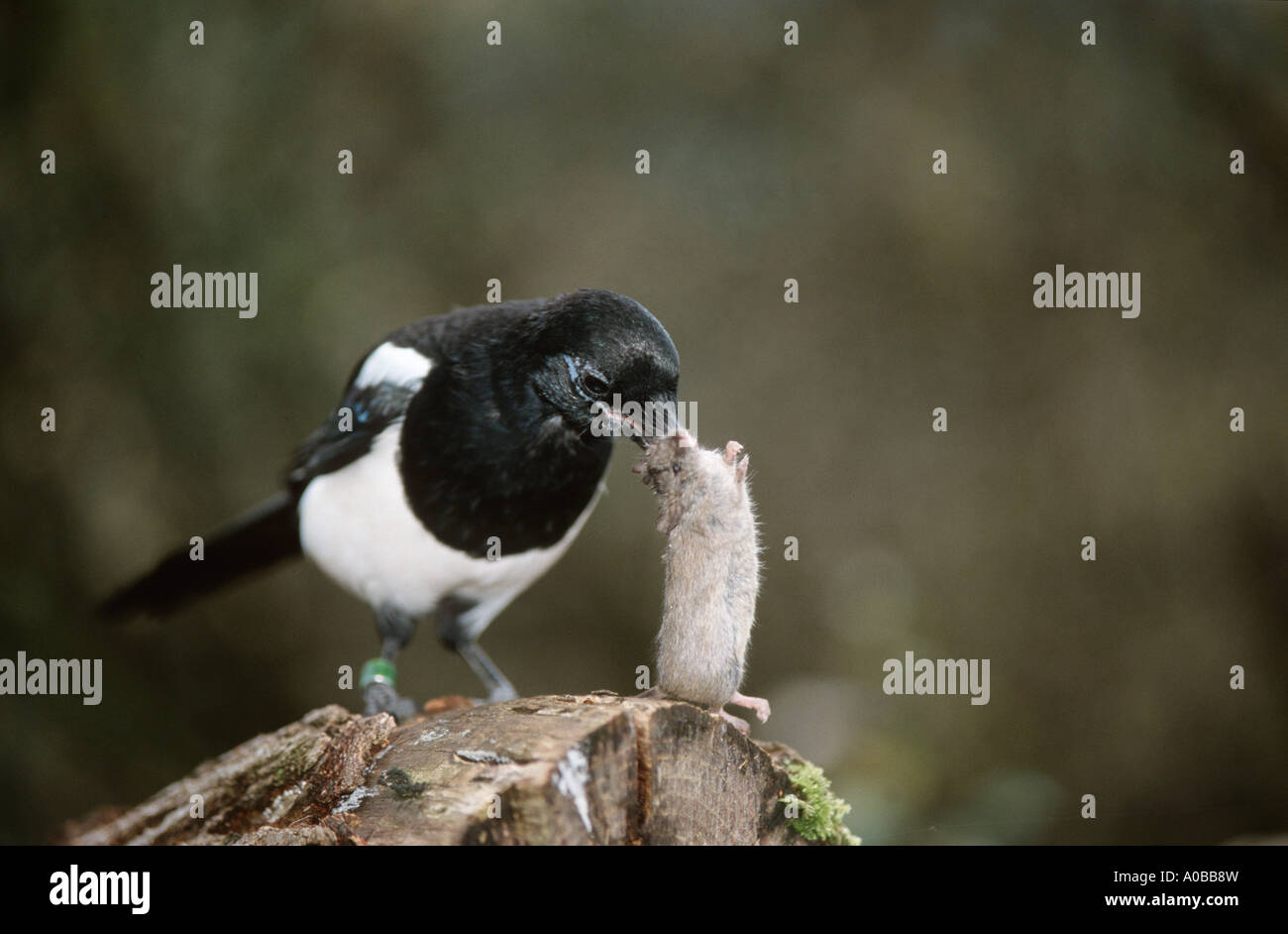 Praying mouse hi-res stock photography and images - Alamy