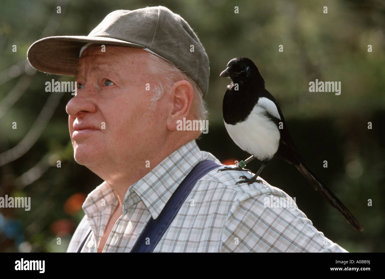 black-billed magpie (Pica pica), single animal on the shoulder of a man ...